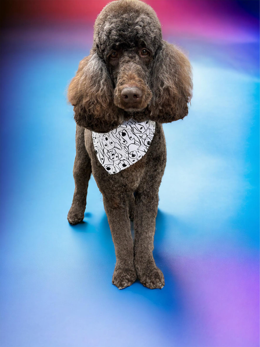 Gallery – Scruffy To Fluffy GVL