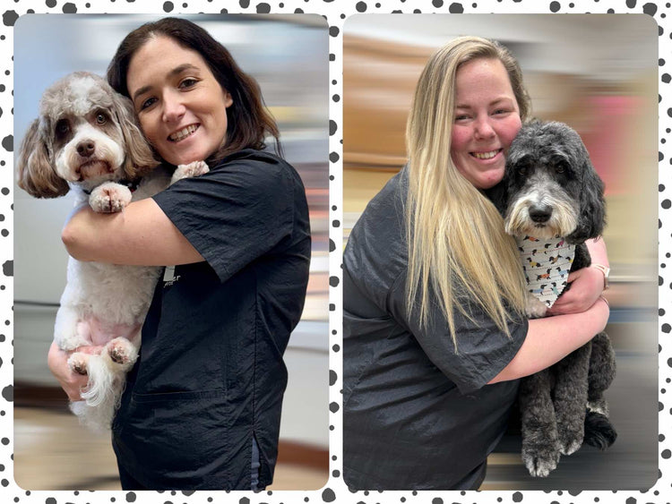 Scruffy To Fluffy GVL